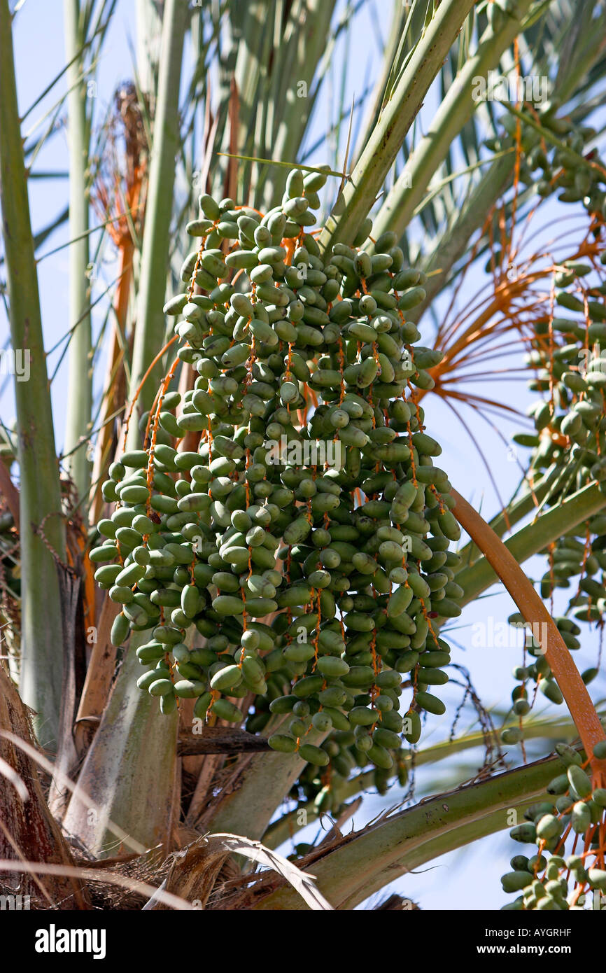 Young green dates growing on oasis palm tree Tunisia Stock Photo - Alamy