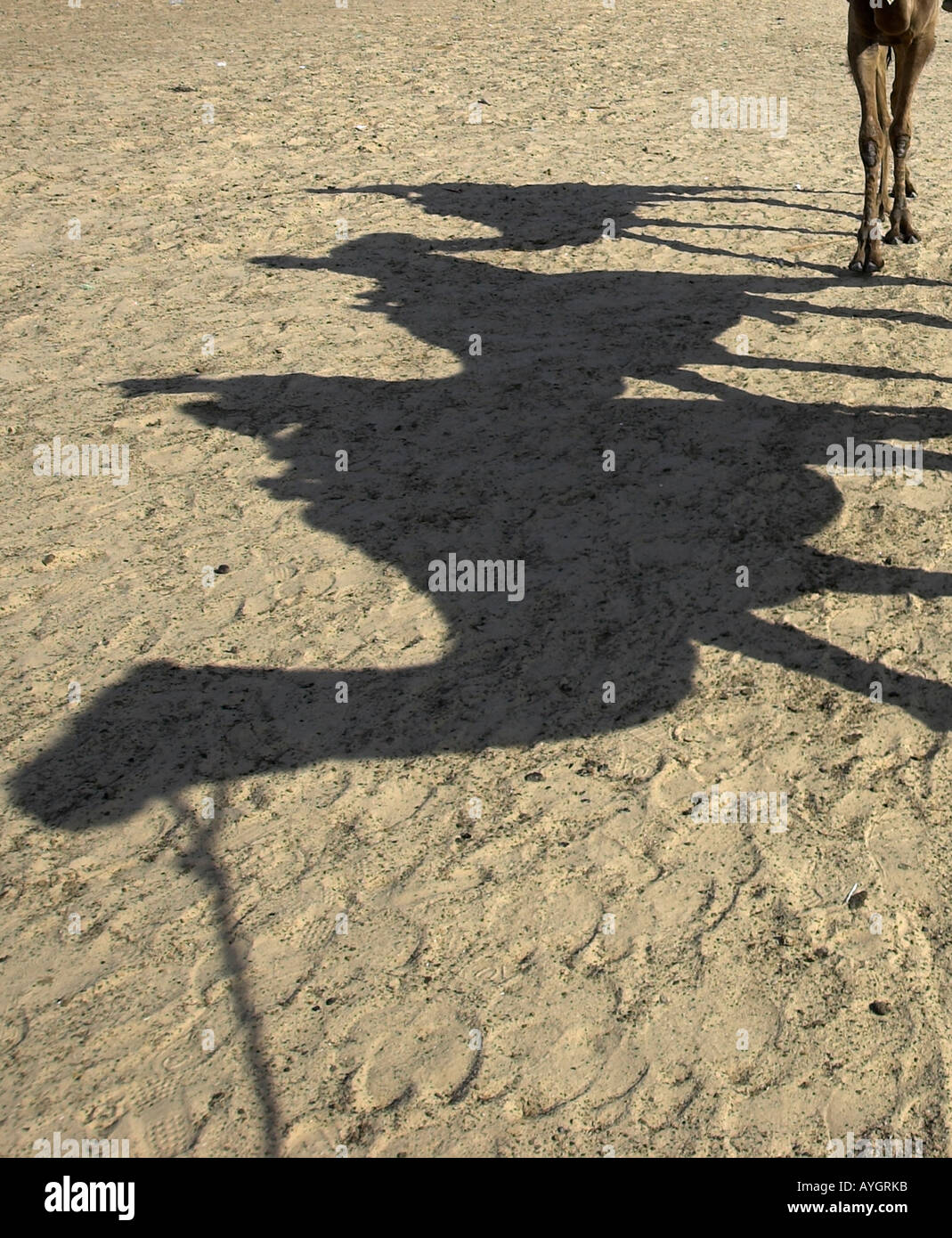 Shadows caravan camels tourists sand hi-res stock photography and ...