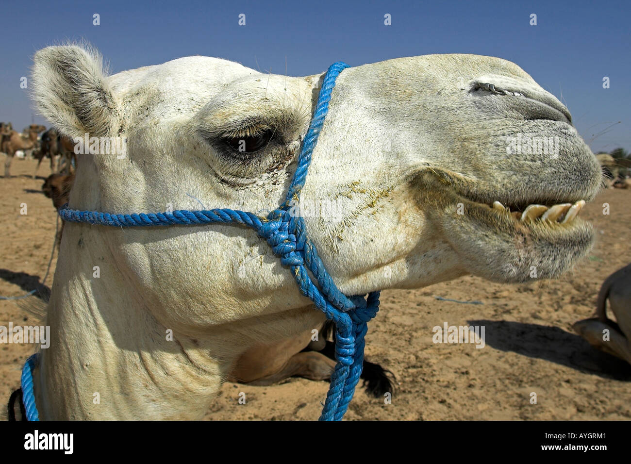 Funny Camel Faces High Resolution Stock Photography and Images - Alamy