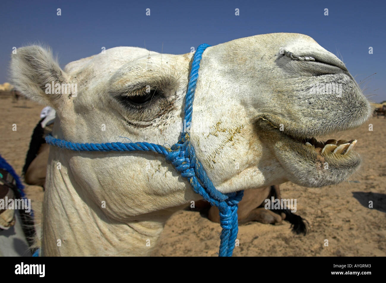 Silly camel hi-res stock photography and images - Alamy