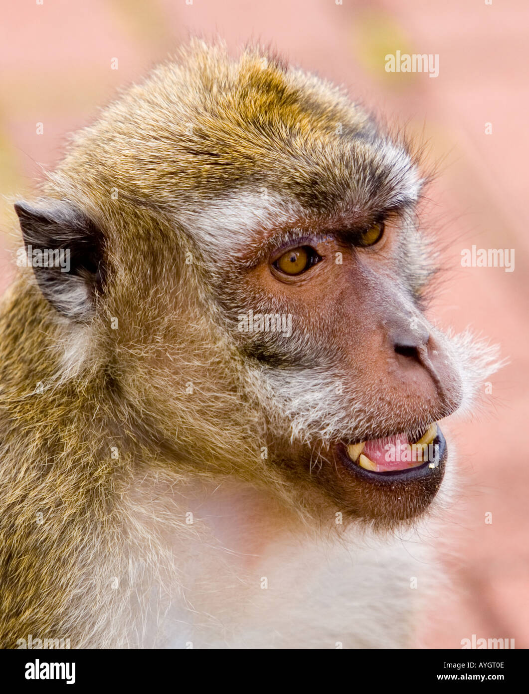Sacred monkey at [Hindu Temple Pilgrimage site] at "Grand Bassin Stock ...