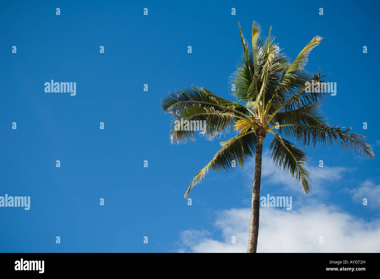 Low angle view of palm tree Stock Photo - Alamy