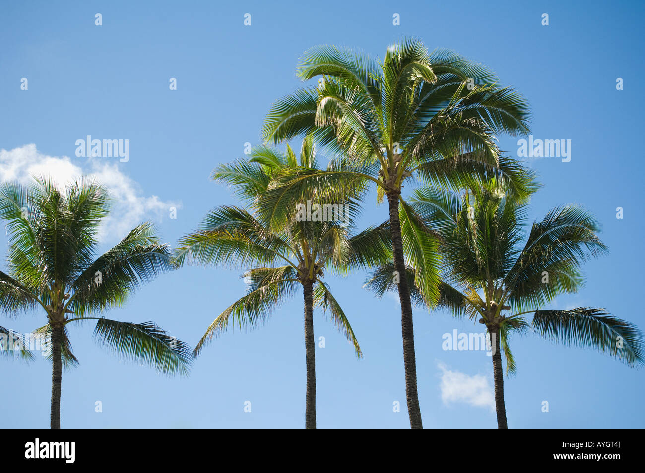 Low angle view of palm trees Stock Photo - Alamy