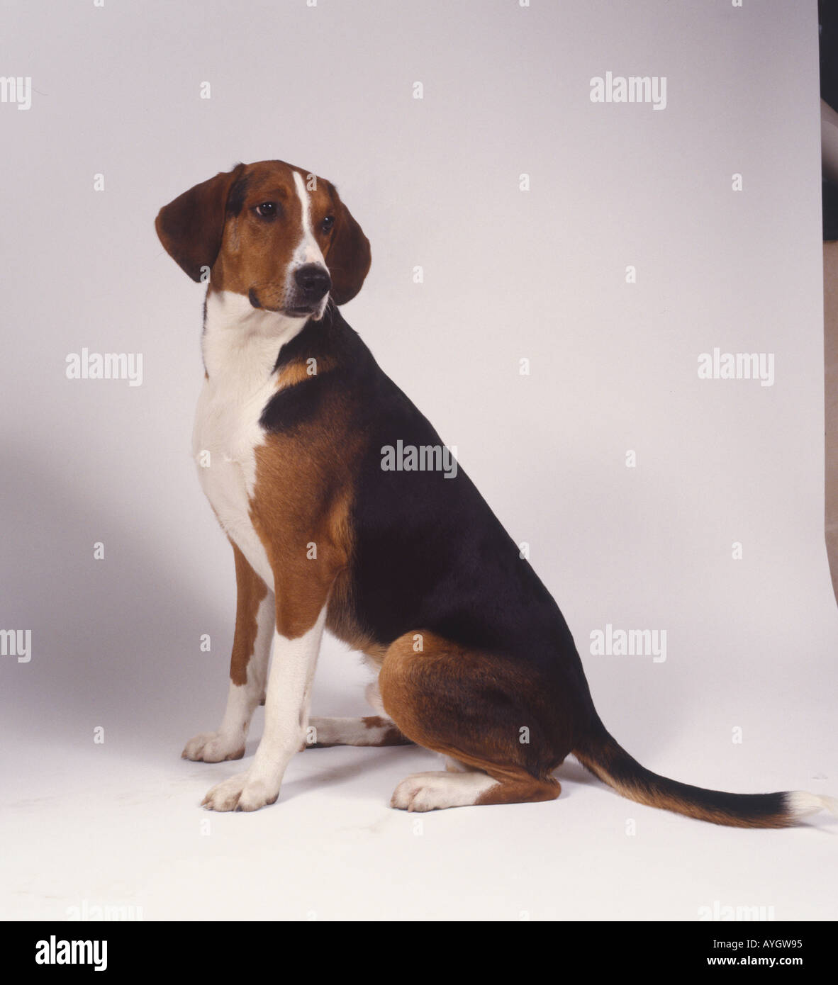 Hamilton hound hi-res stock photography and images - Alamy