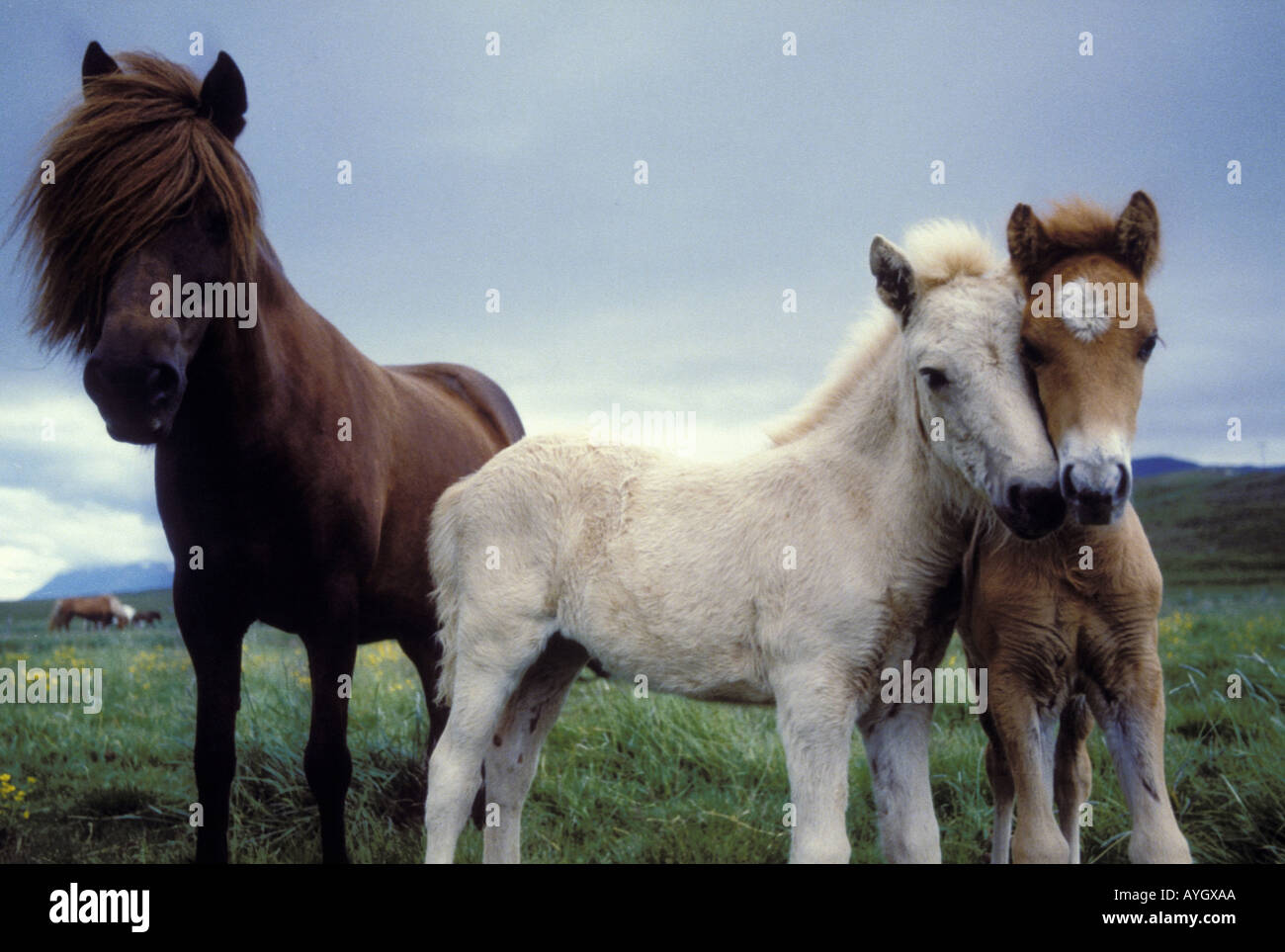 Island ponys hi-res stock photography and images - Alamy