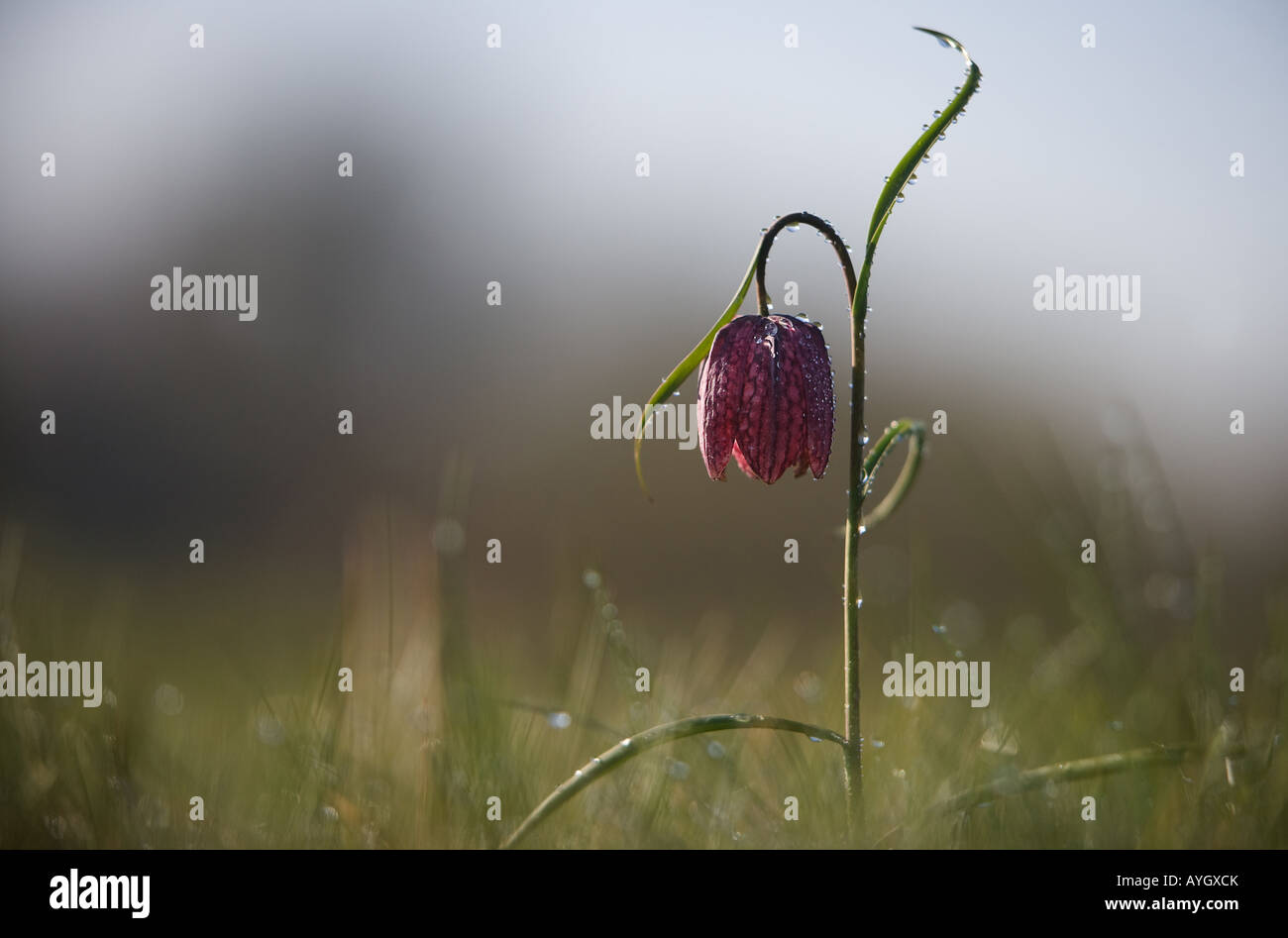 Snakes head fritillary flower hi-res stock photography and images - Alamy