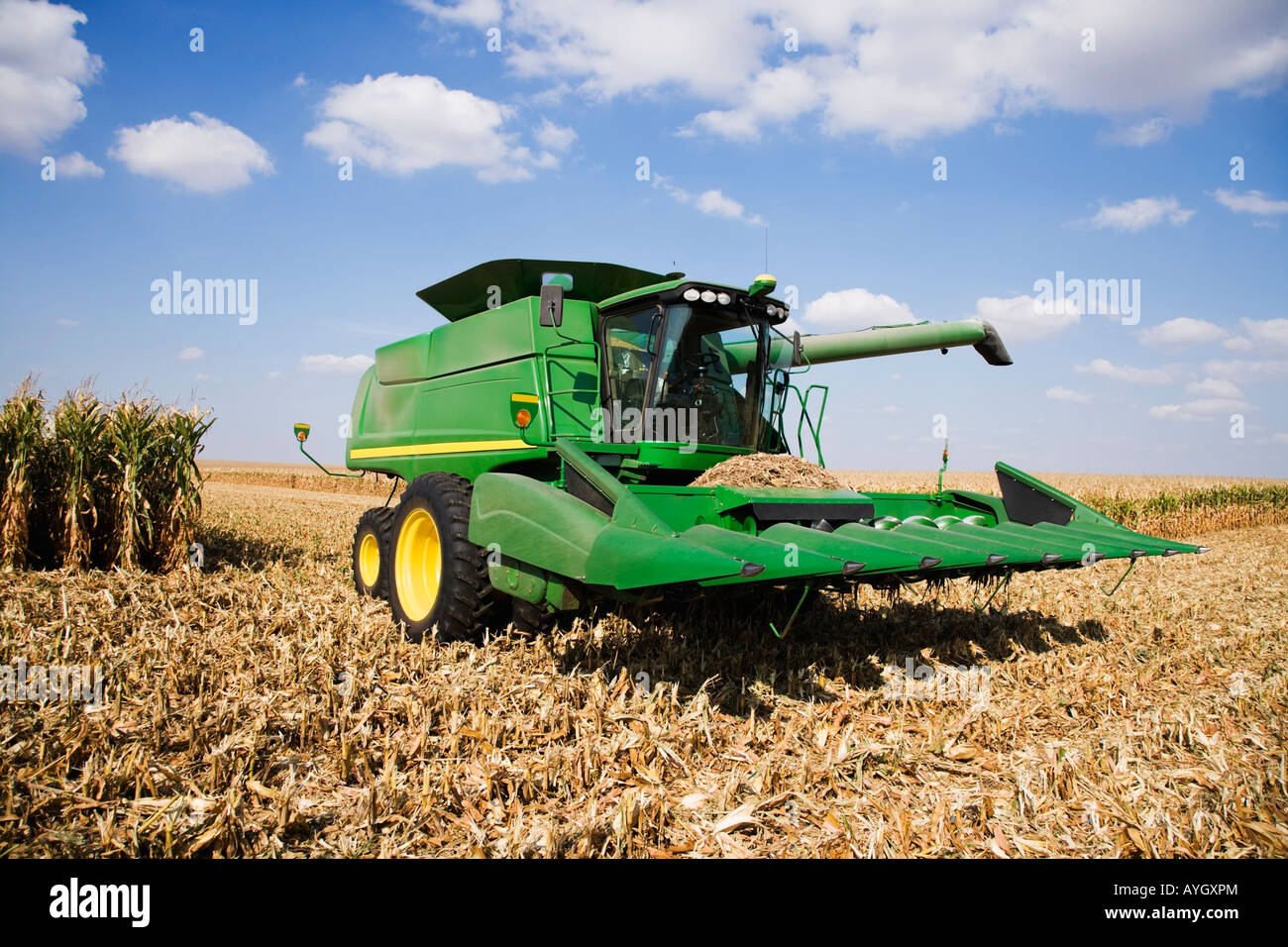 Combine harvesting in corn field Stock Photo - Alamy
