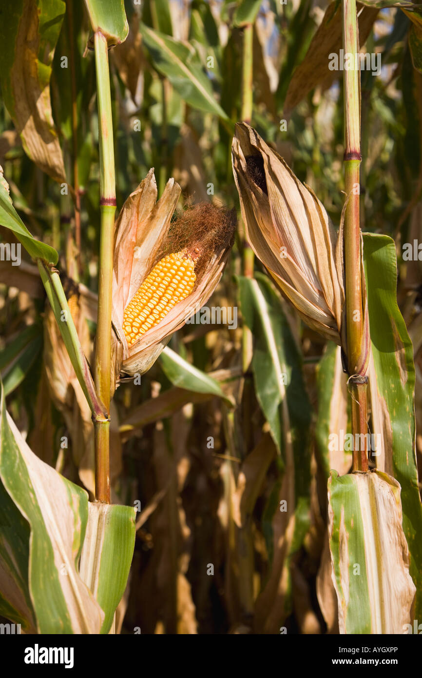 Corn cornstalk hi-res stock photography and images - Alamy