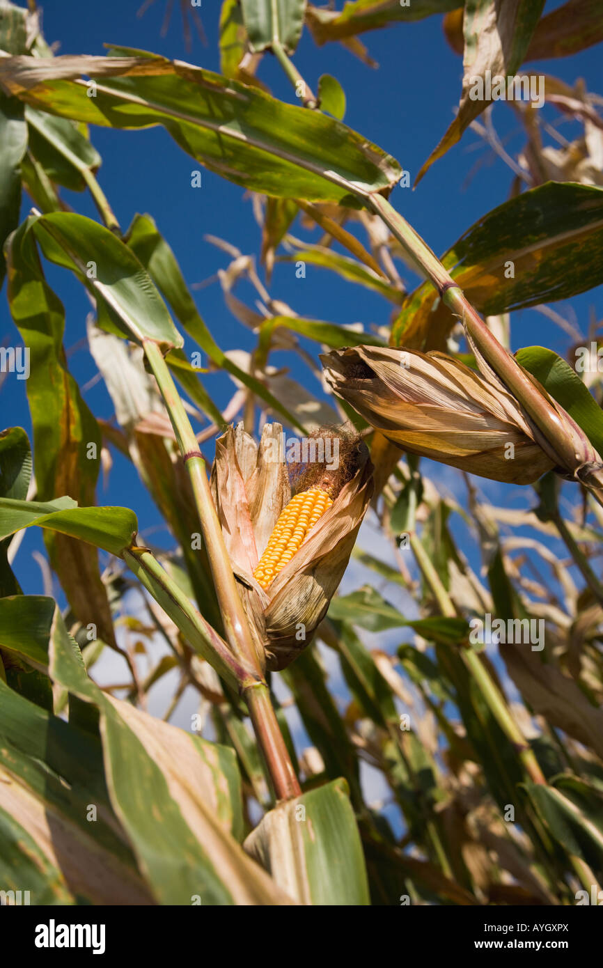 Corn cornstalk hi-res stock photography and images - Alamy