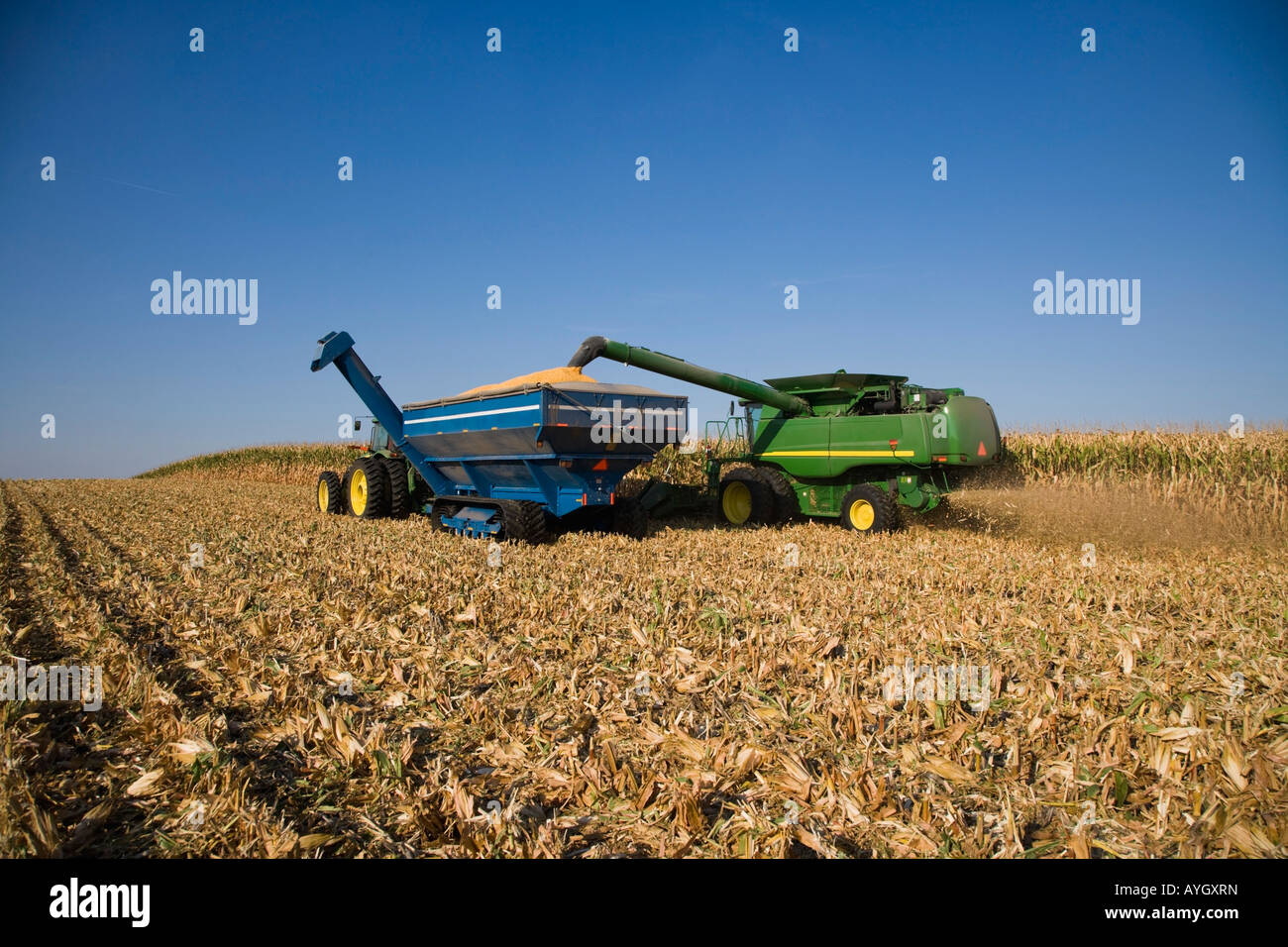 Combine harvesting in corn field Stock Photo - Alamy