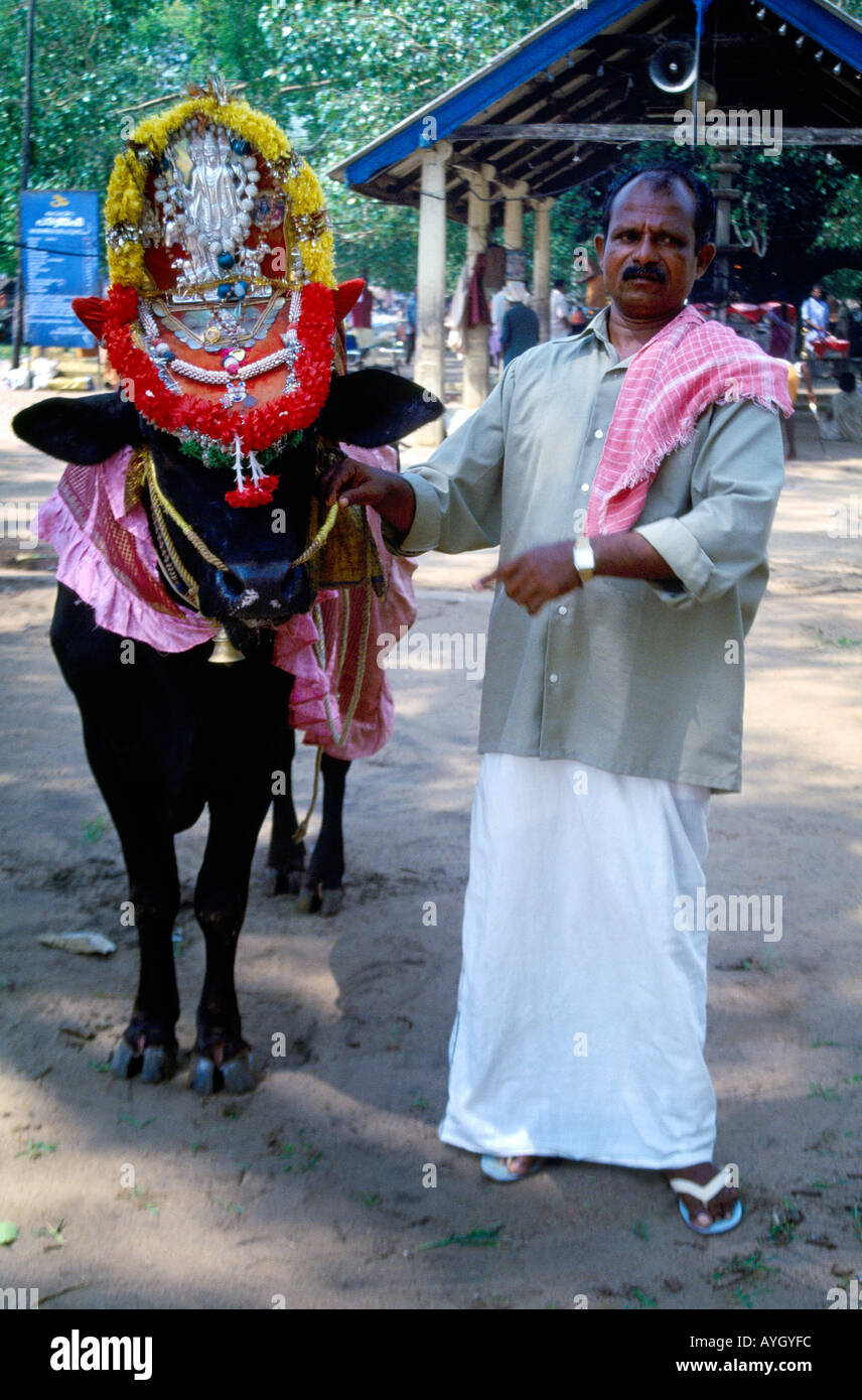 Kerala India Shiva Temple Holy Cow Stock Photo - Alamy