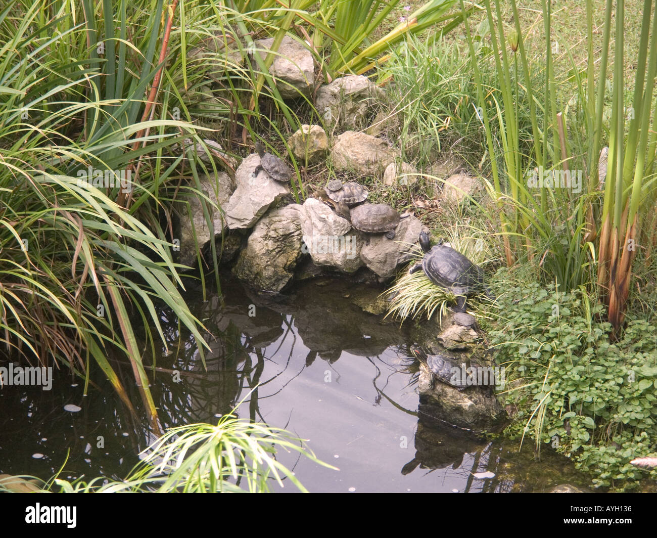 Pond terrapin europe hi-res stock photography and images - Alamy