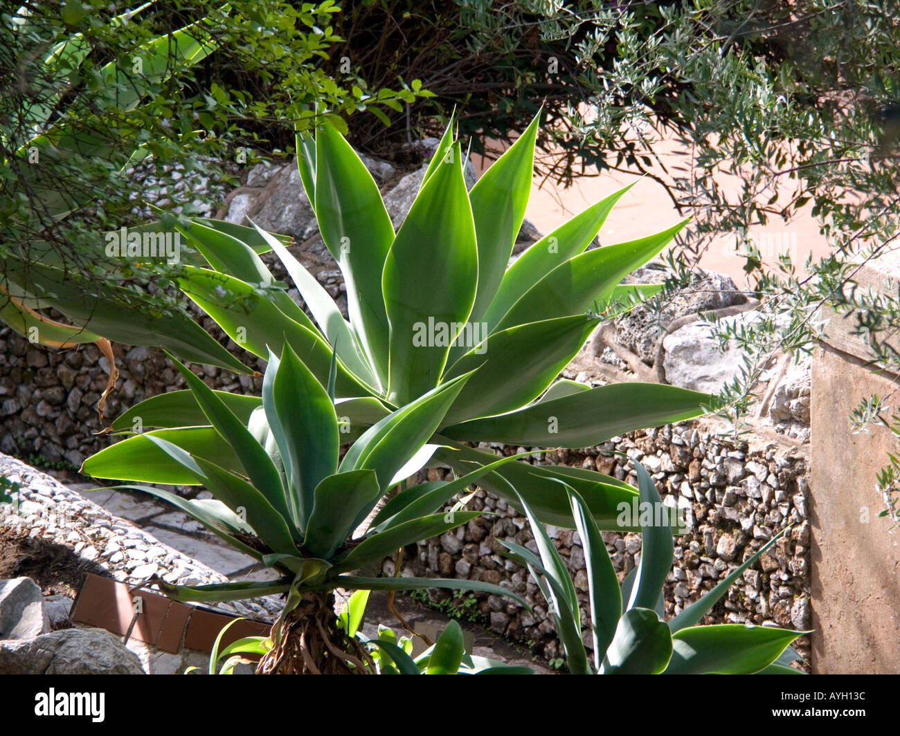 Fox Tail Agave Agave attenuata Stock Photo - Alamy