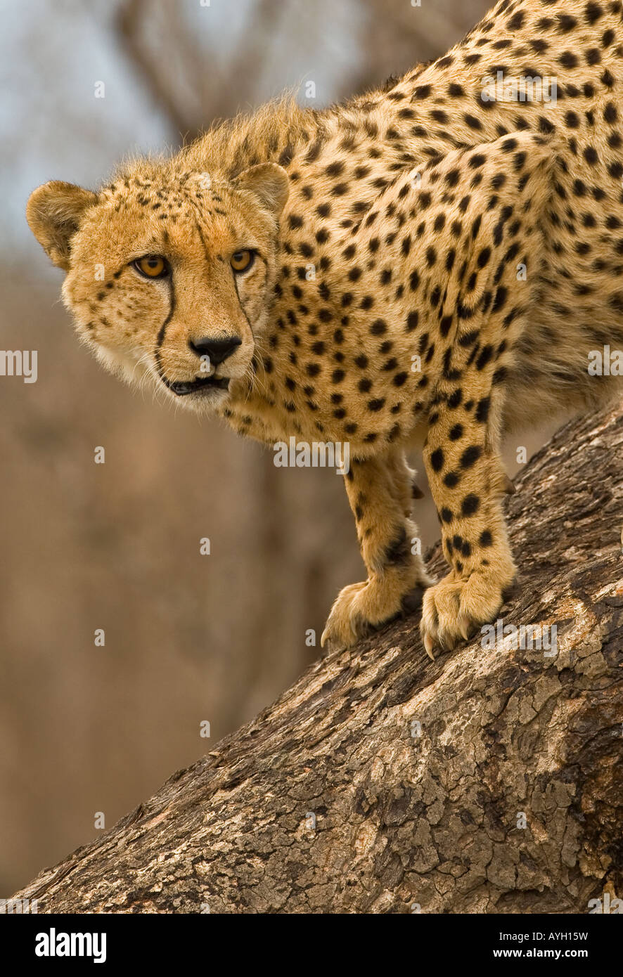 Cheetah on tree trunk, Greater Kruger National Park, South Africa Stock ...
