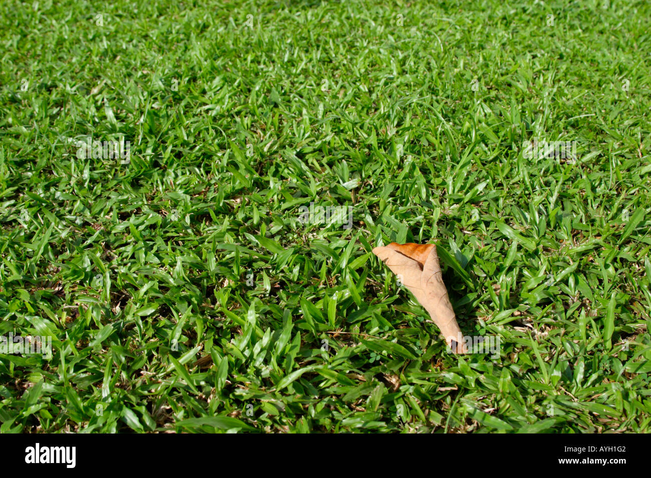 Death of leaf hi-res stock photography and images - Alamy
