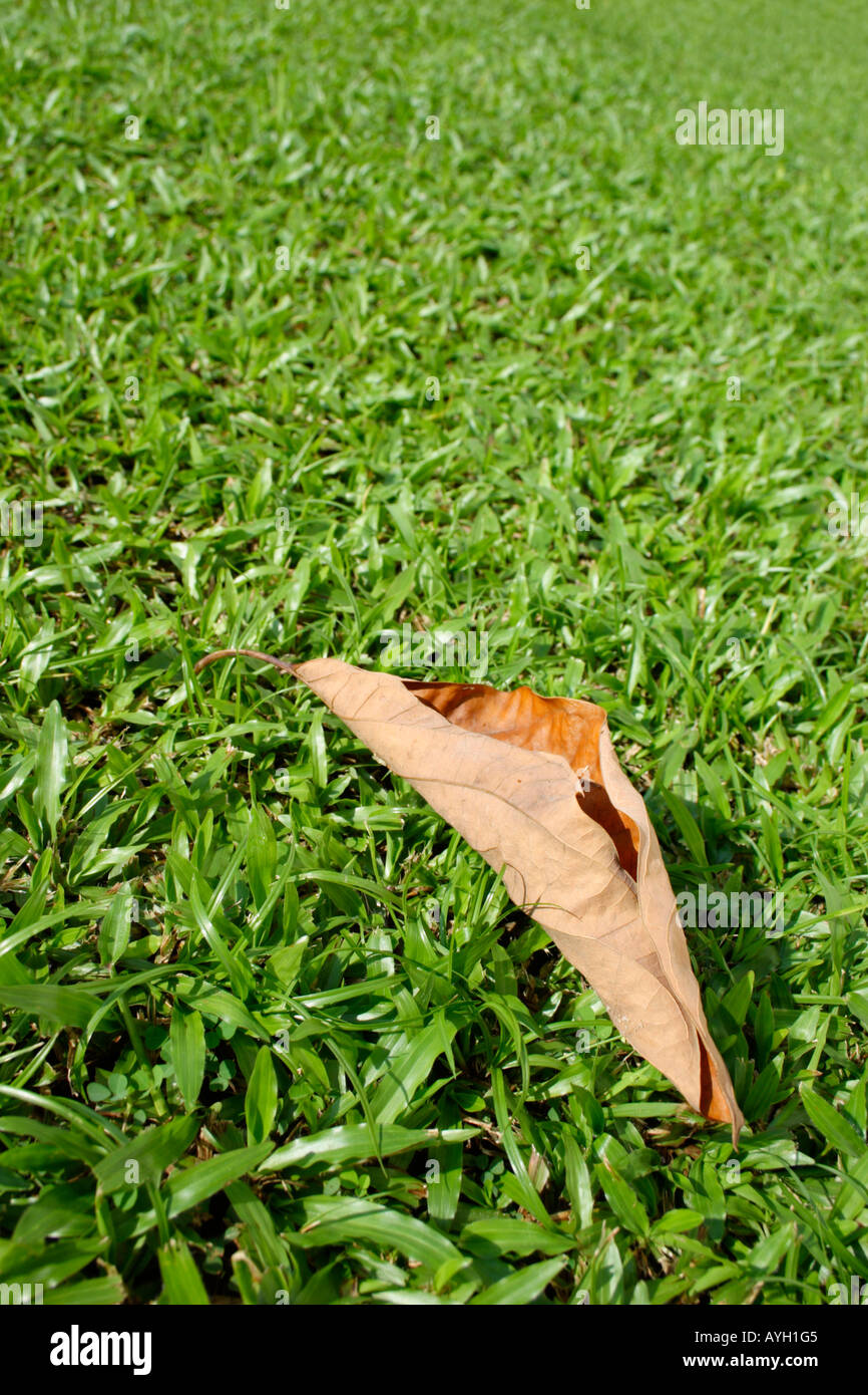 Death of leaf hi-res stock photography and images - Alamy