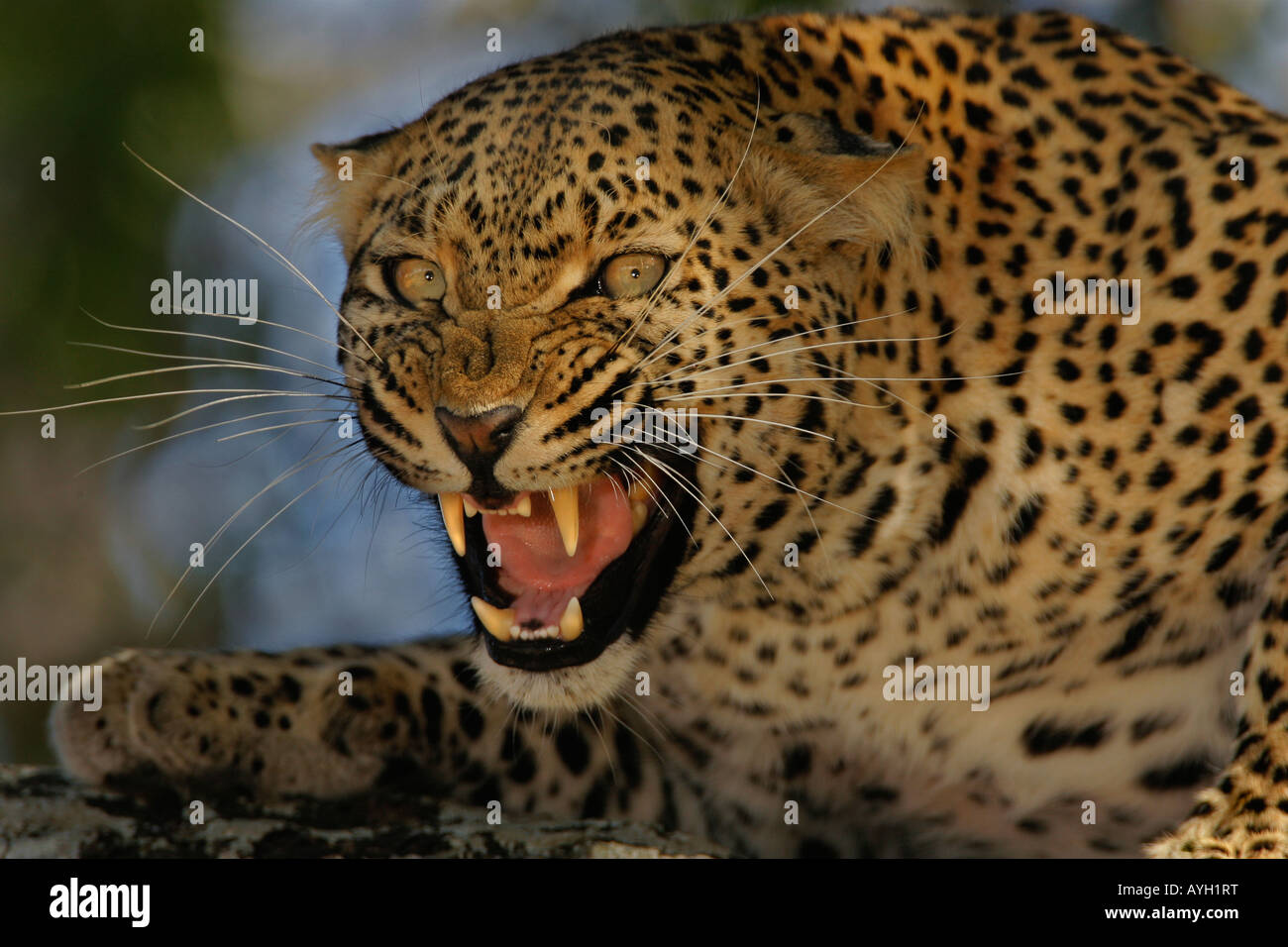 Snarling leopard hi-res stock photography and images - Alamy