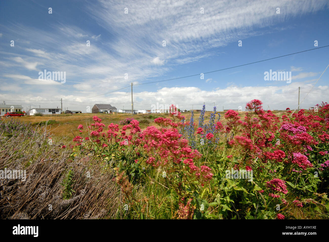 Landscape at Dungeness in Kent in summer Stock Photo - Alamy