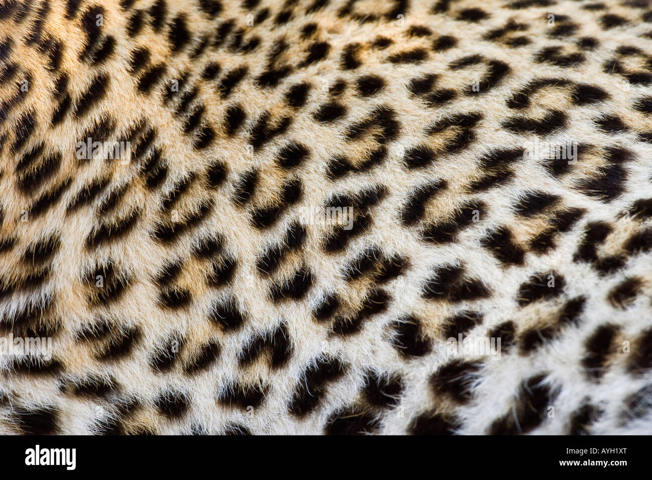 Leopard skin close up hi-res stock photography and images - Alamy