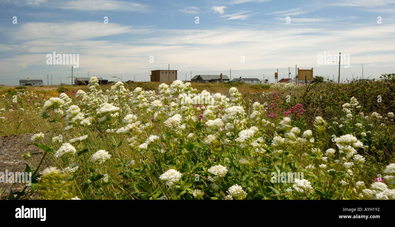The landscape at Dungeness, Kent, in summer Stock Photo - Alamy
