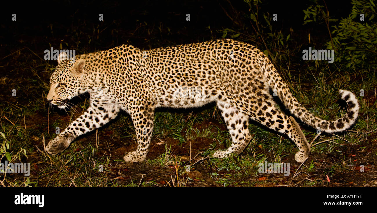 Side view leopard walking hi-res stock photography and images - Alamy