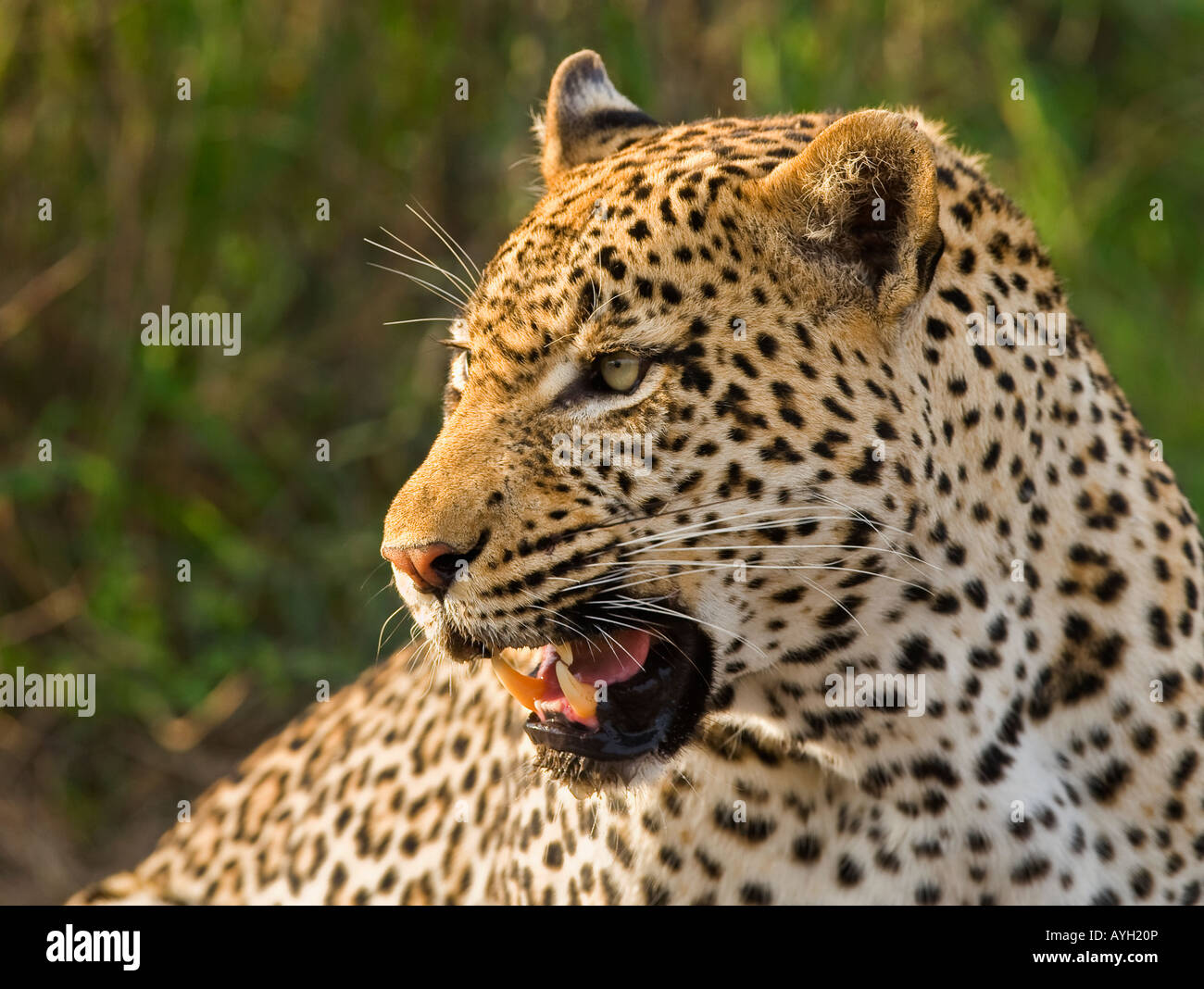Leopard africa mouth open hi-res stock photography and images - Alamy