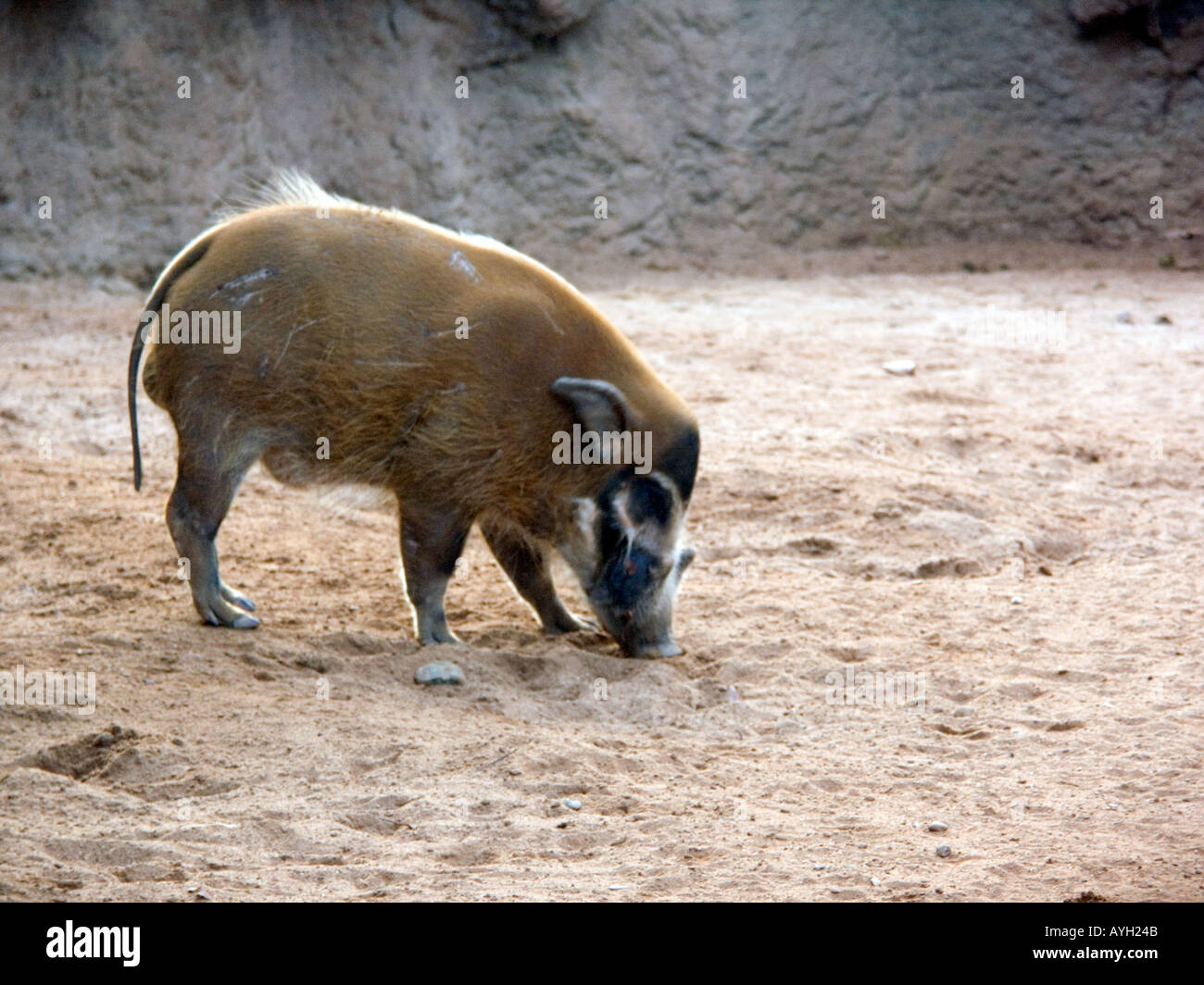 captive Red River Hog (Potamochoerus porcus), hogs hog West African ...