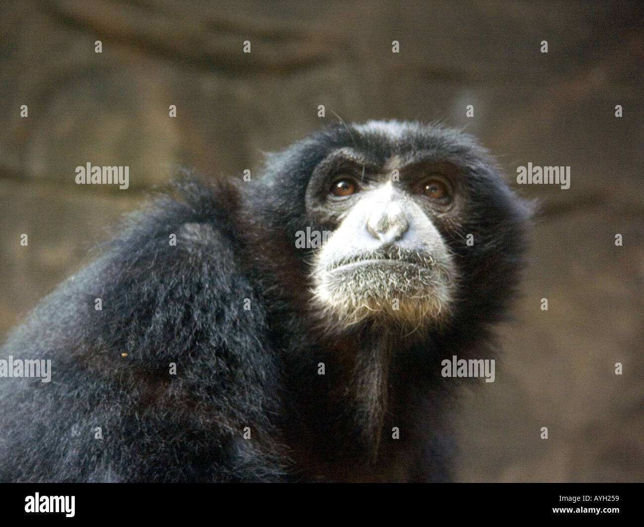 Tailless monkey hi-res stock photography and images - Alamy