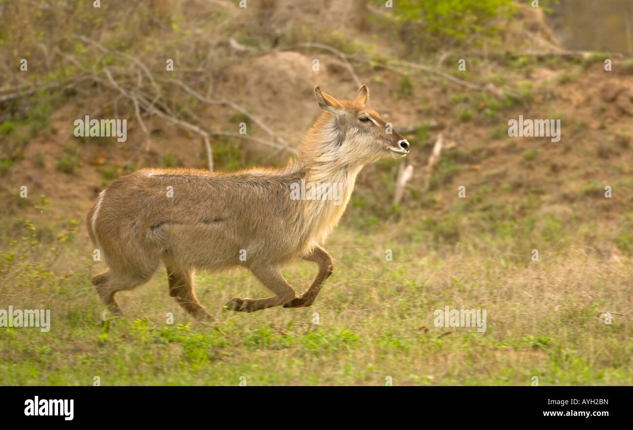 Waterbuck running, Greater Kruger National Park, South Africa Stock ...