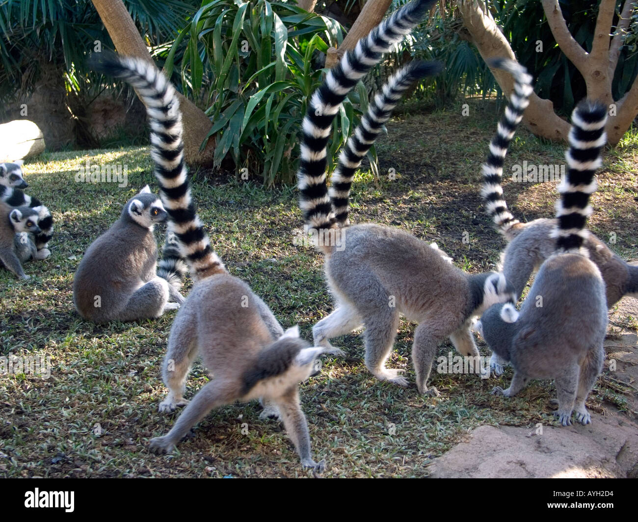 Lemur troop hi-res stock photography and images - Alamy