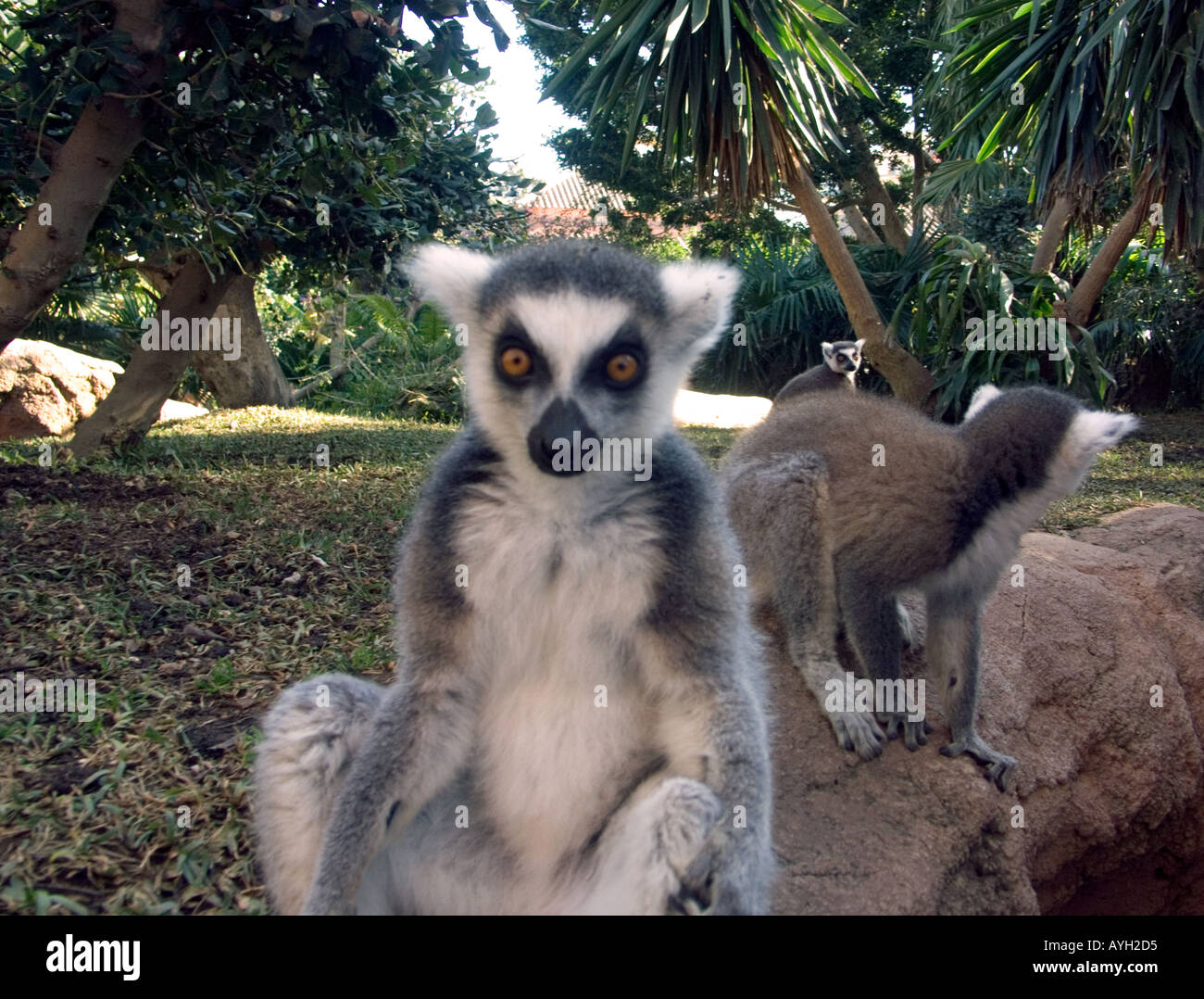 captive bred Ring Tailed Lemur ( Lemur catta ) primates Stock Photo - Alamy