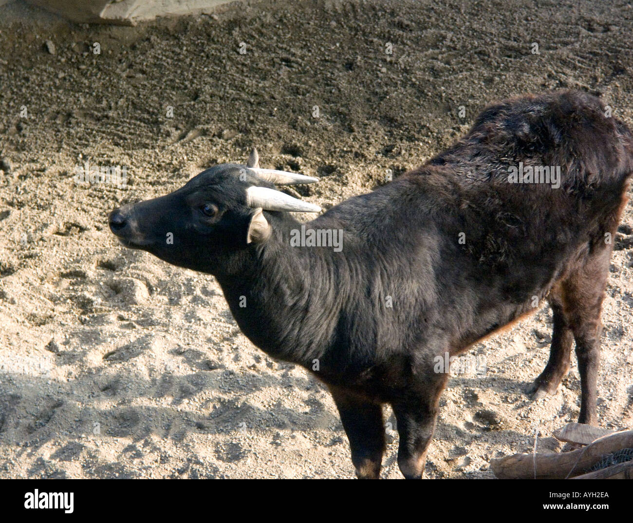 Lowland anoa (Bubalus depressicornis), captive bred small water buffalo ...