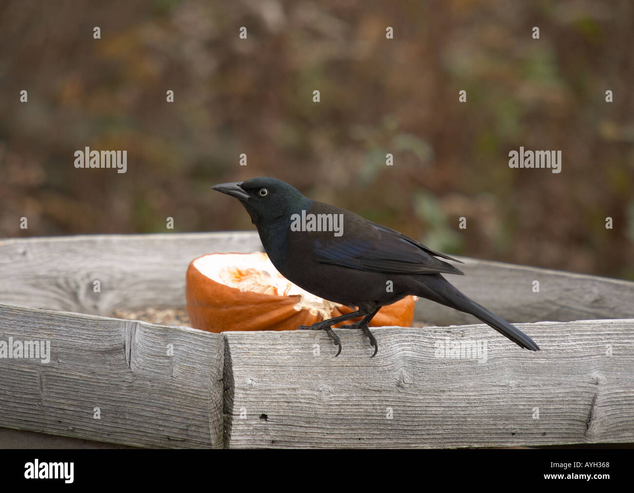 Common Grackle feeding Stock Photo - Alamy