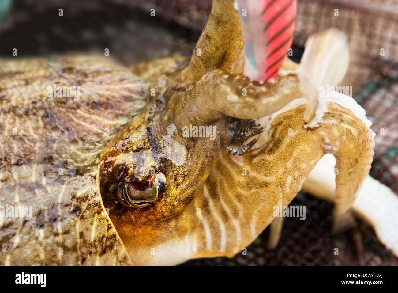 cuttlefish animal marine life fishing with a color lure Stock Photo - Alamy