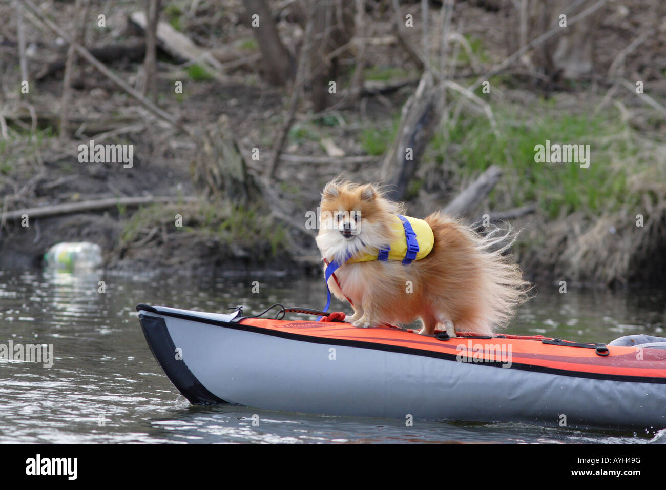 Cute Dog is Captain of the Boat Stock Photo - Alamy