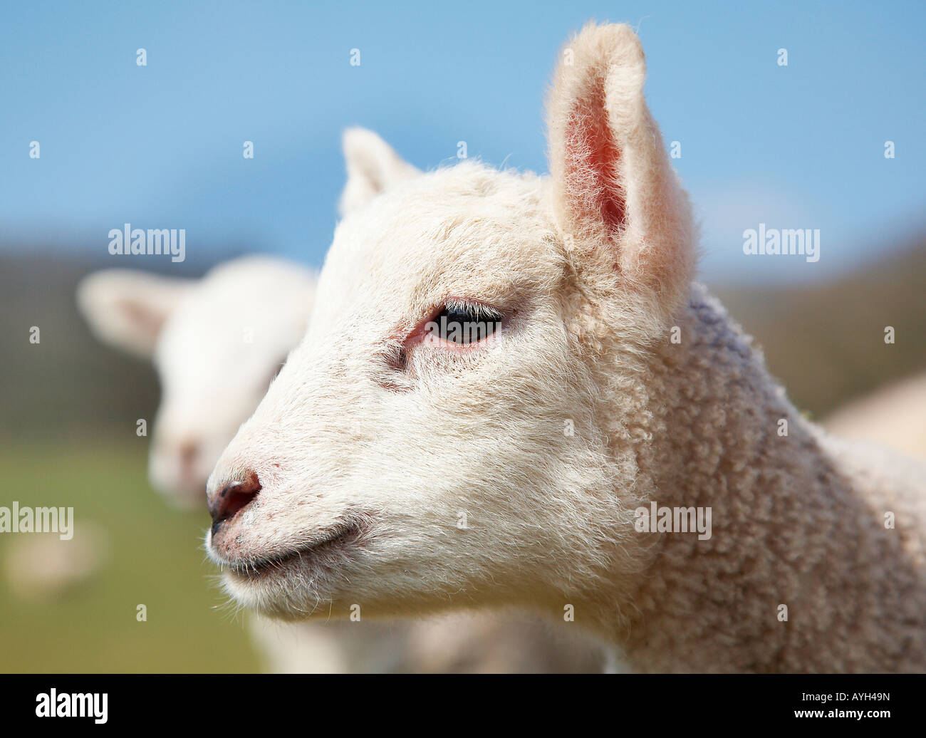 Cute lamb portrait hi-res stock photography and images - Alamy