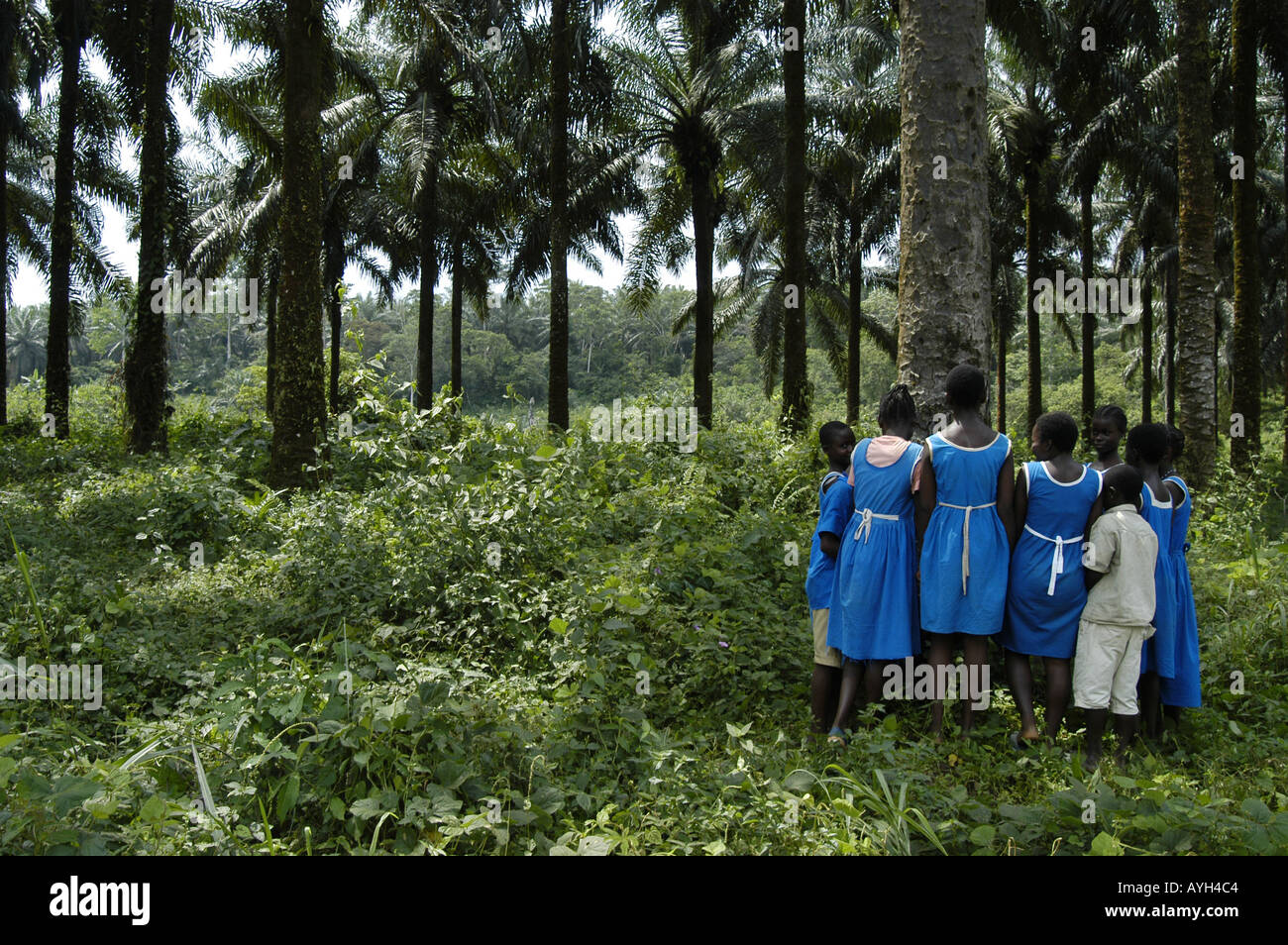 Cameroon oil hi-res stock photography and images - Alamy