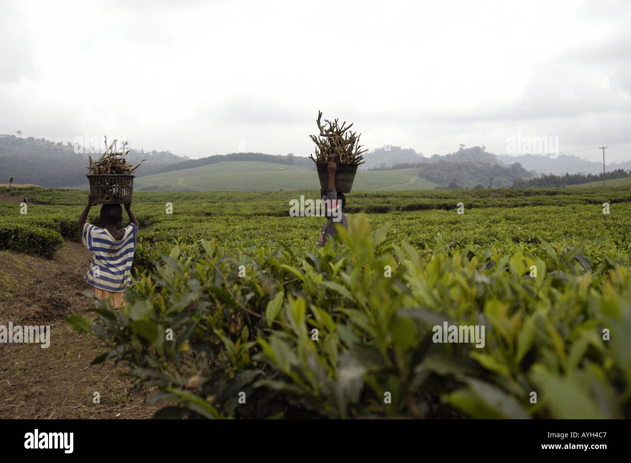 Cameroon plantation hi-res stock photography and images - Alamy