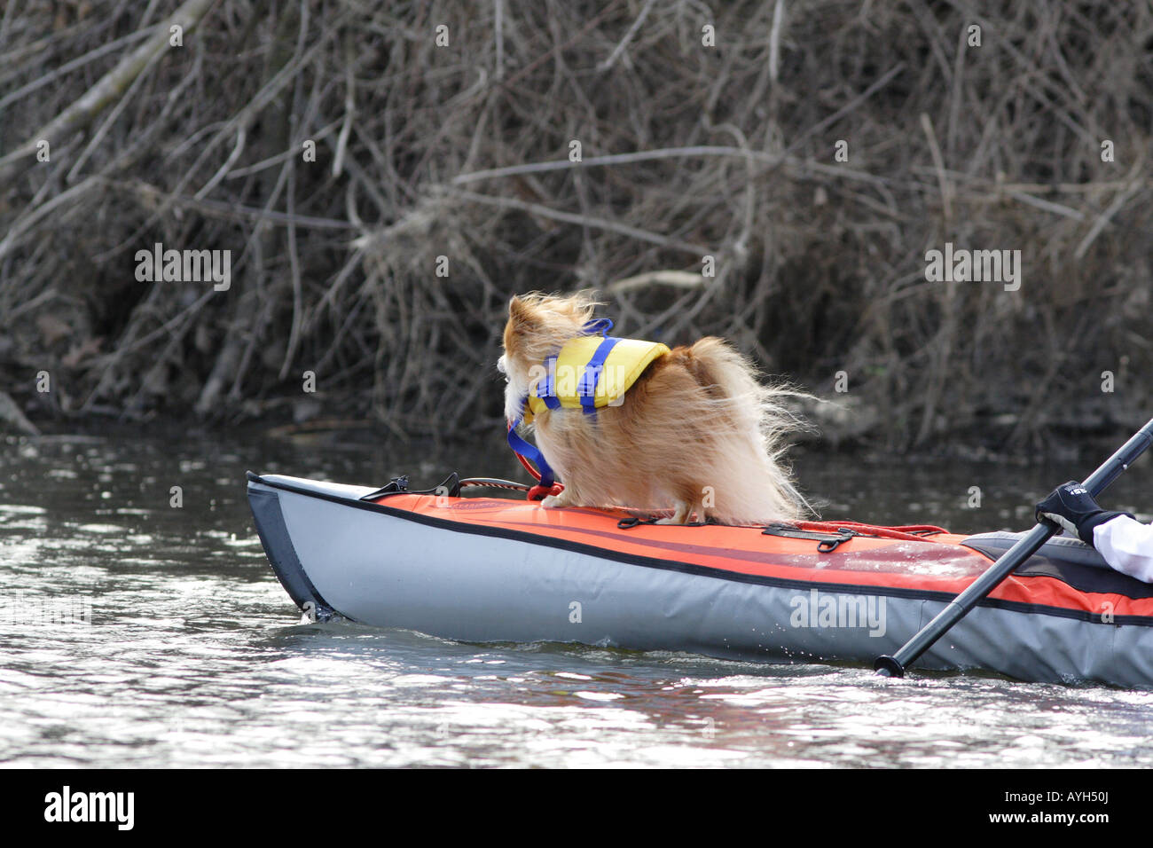Funny dog on boat Stock Photo - Alamy
