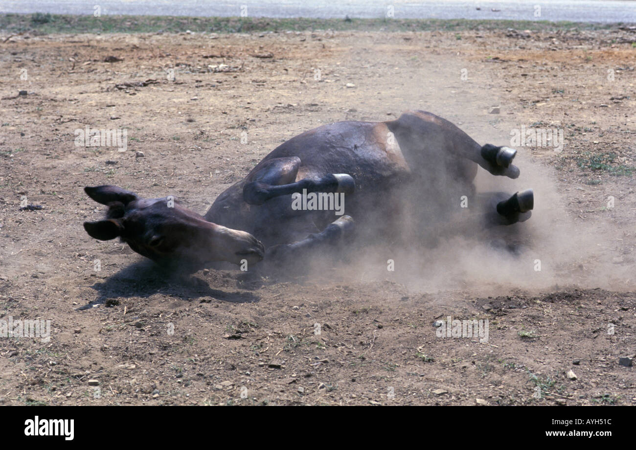 A rolling mule, Greece Stock Photo - Alamy