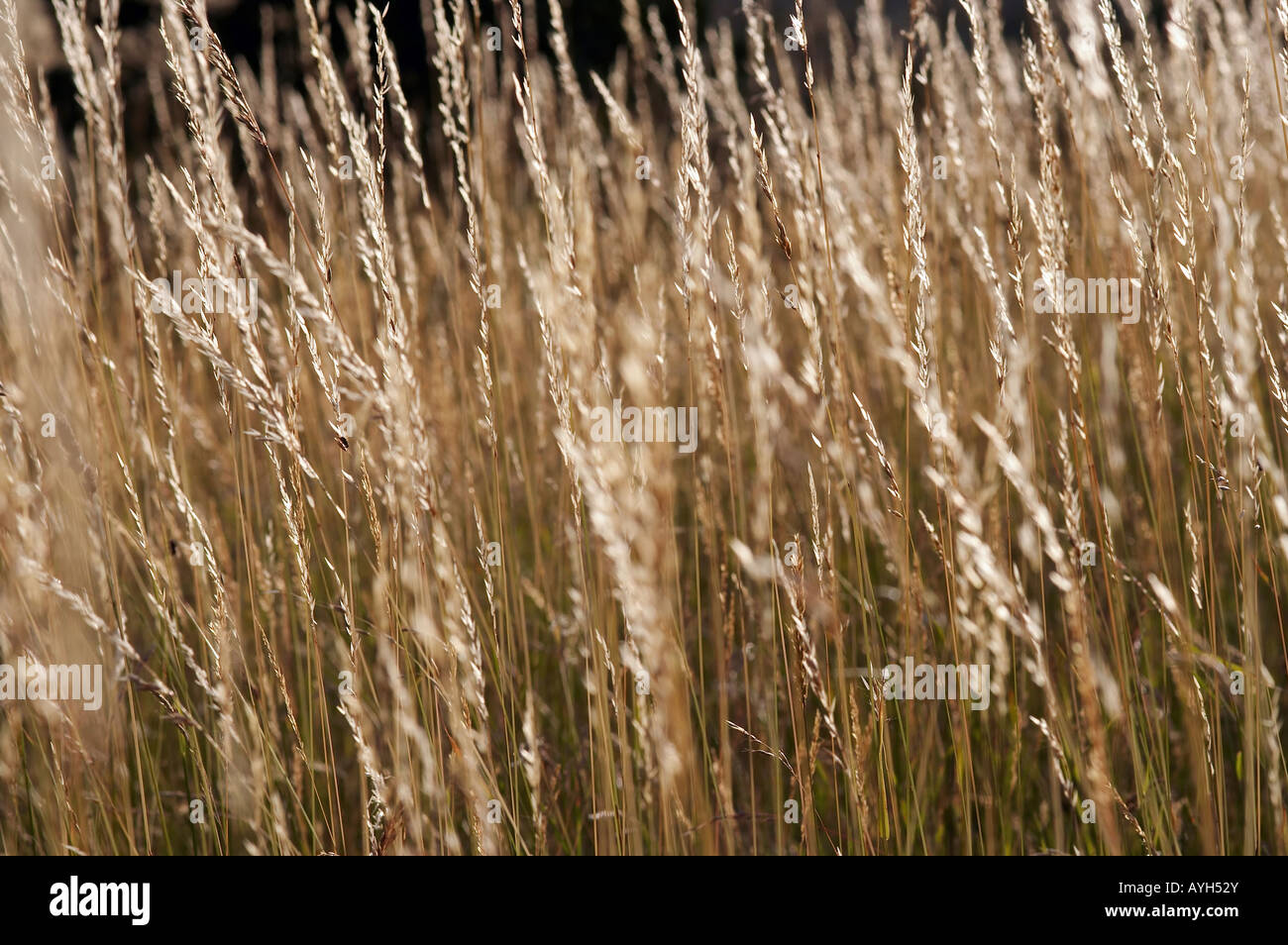 Gramineous plant hi-res stock photography and images - Alamy