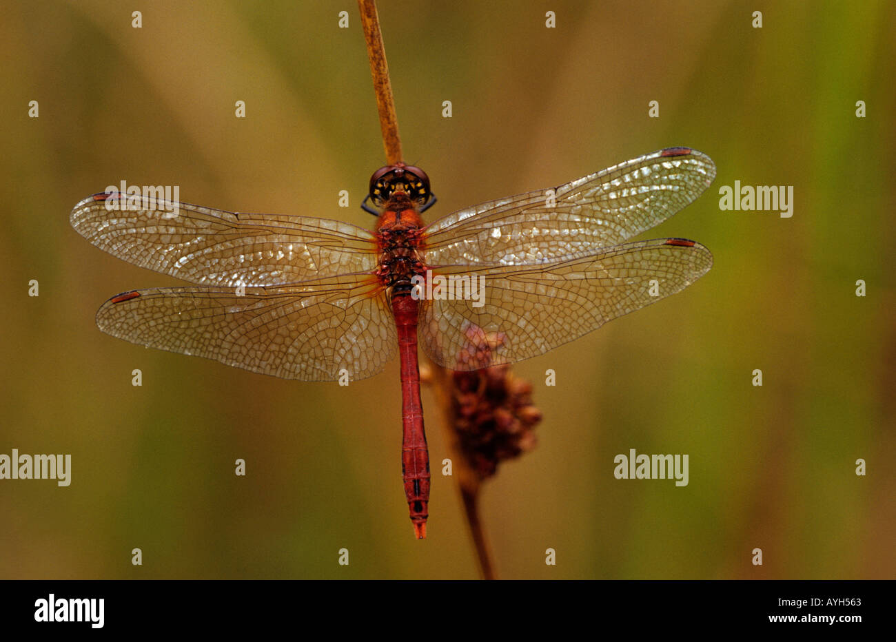 Rush darter hi-res stock photography and images - Alamy