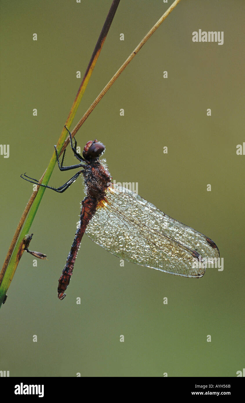 Rush darter hi-res stock photography and images - Alamy