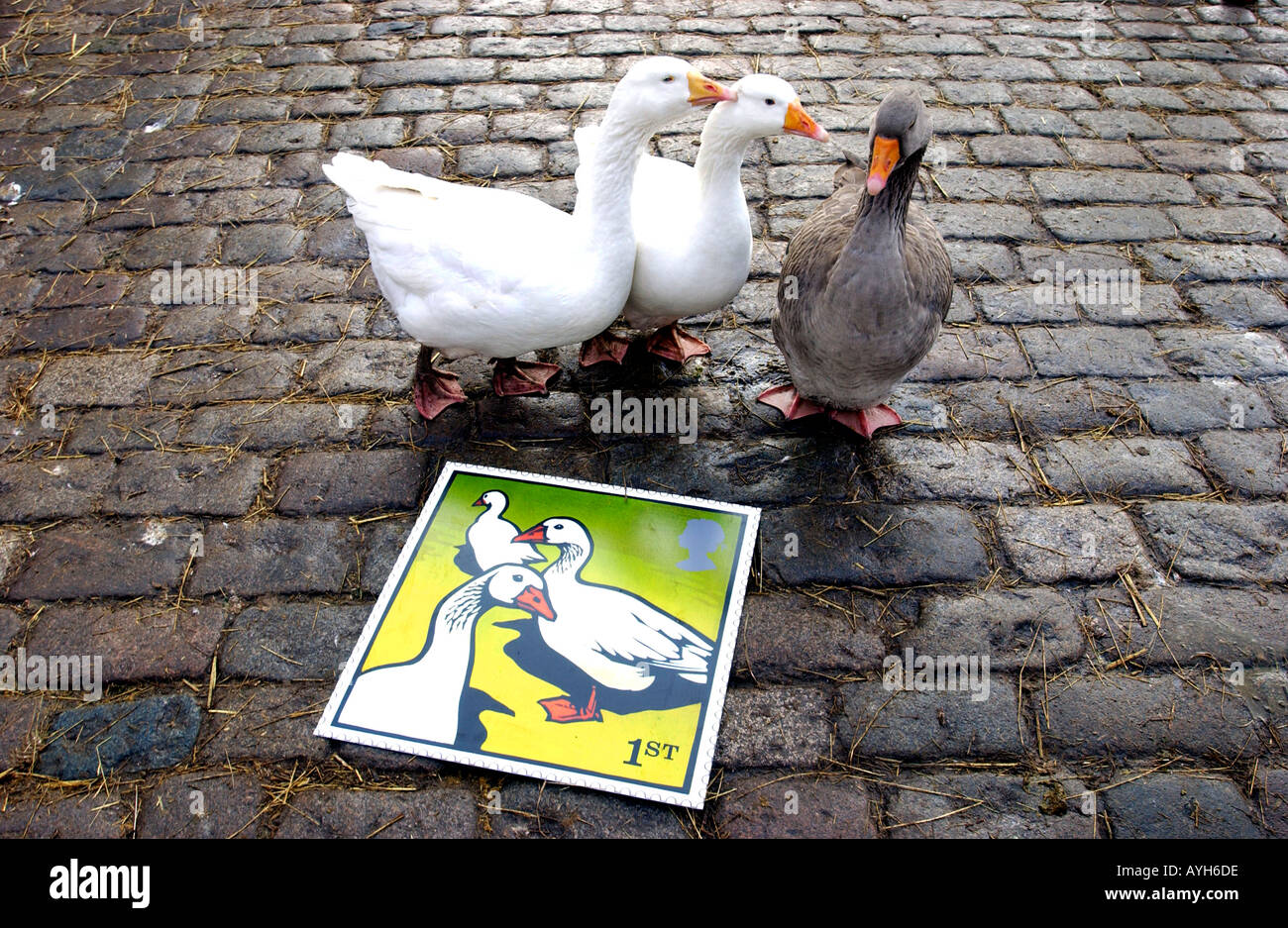 Geese in cobbled farmyard of Hackney City Farm London admire the Royal ...