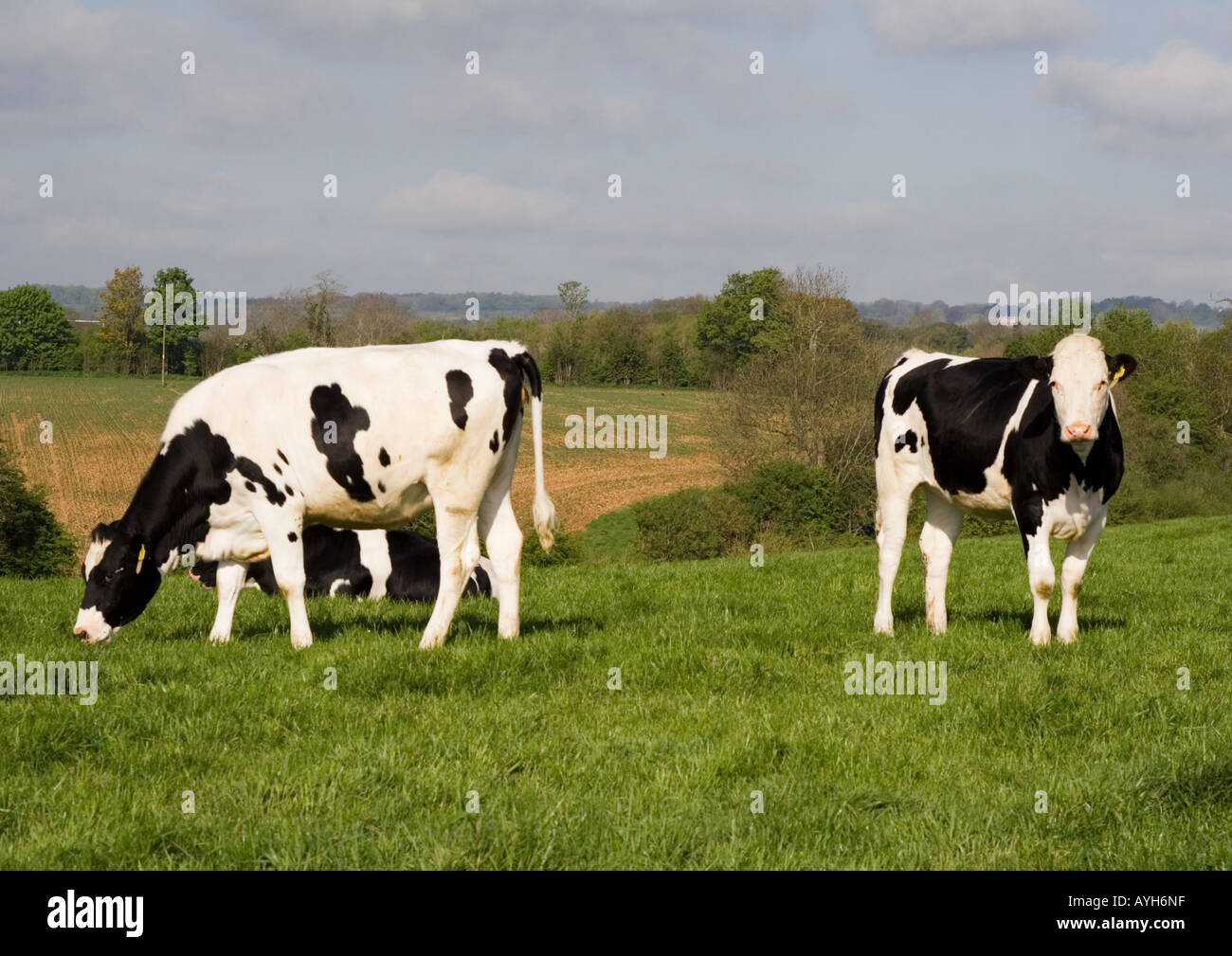 Two Friesian cows on grass with wooded farmland behind Stock Photo - Alamy