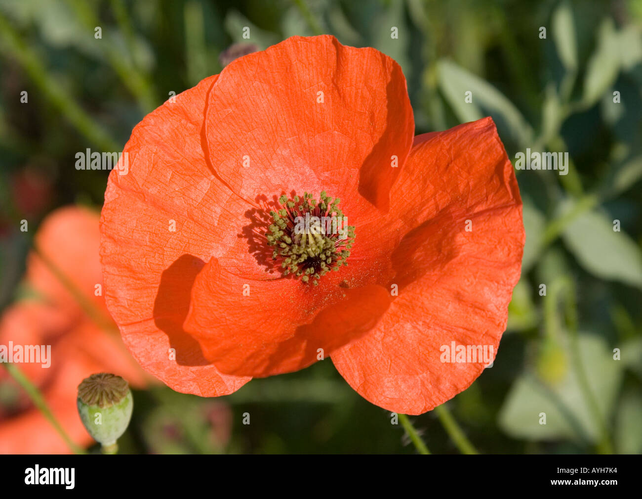 Single Red Poppy in portrait Stock Photo - Alamy