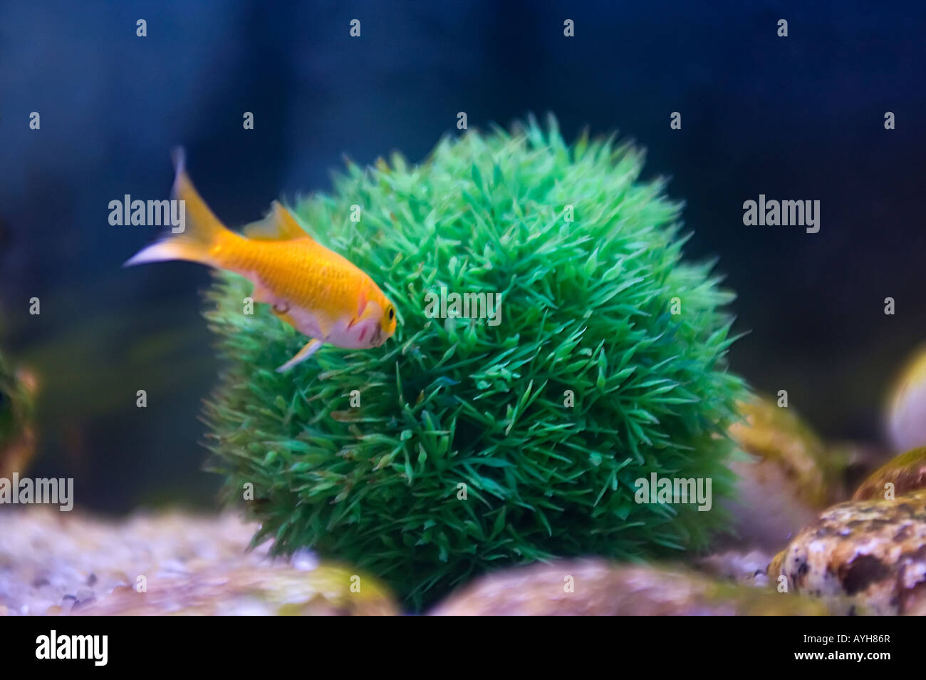 Little yellow fish standing near an alga in an aquarium Stock Photo - Alamy