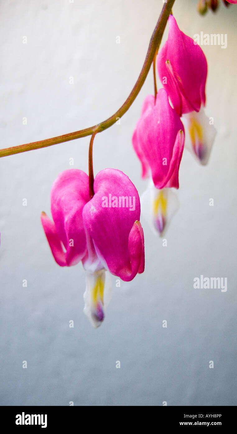 Row of bleeding hearts hi-res stock photography and images - Alamy