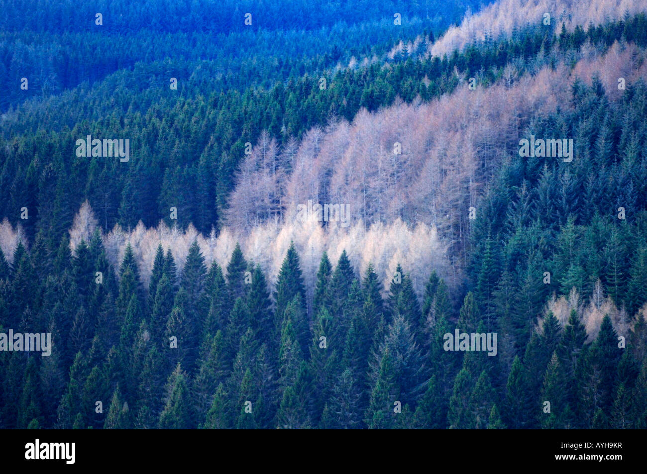 Forests in the Dunkeld area of Perthshire Scotland Stock Photo - Alamy