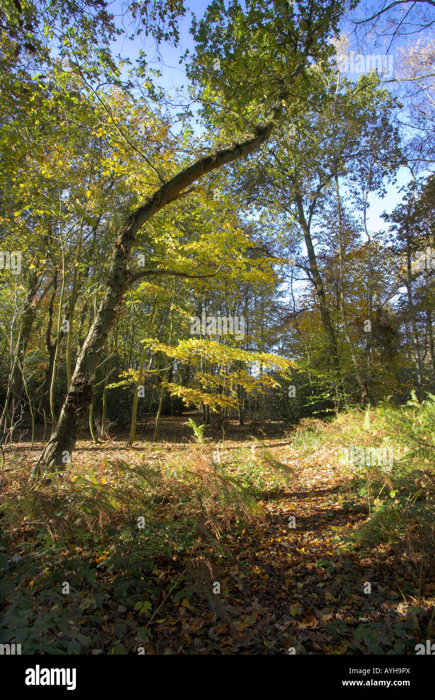 [Autumn trees] "Whitmoor Common" Guildford Surrey UK Stock Photo - Alamy